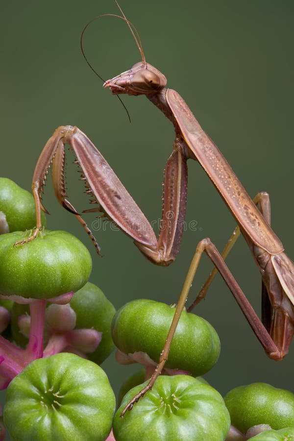 Mantis with Feeler in Mouth Stock Photo - Image of pokeweed, animal ...
