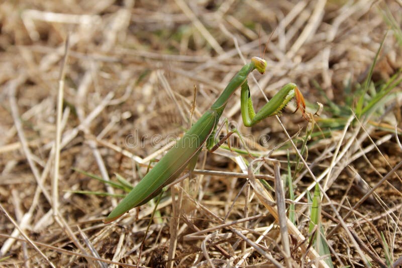 Mantis stock image. Image of animals, countryside, atmosphere - 33337601
