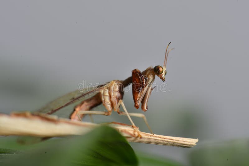 Mantid Fly stock image. Image of mantis, southern, mantispidae - 46052183