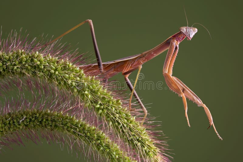 Mantis on foxtail stock image. Image of arthropod, macro - 11149165
