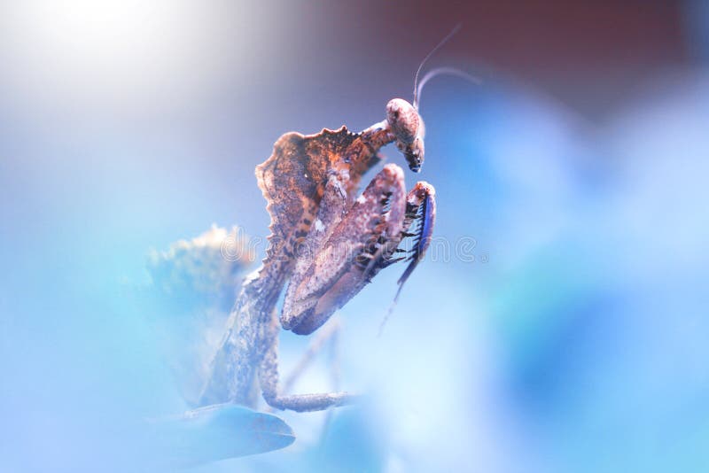 Mantis, animals, macro, stock photo. Image of anone, mammal - 98881064