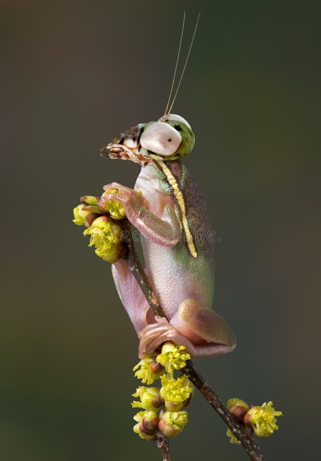 Budwing mantis on rock stock photo. Image of budwing - 24651696