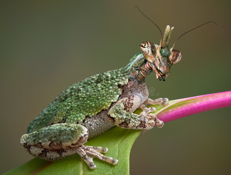 Mantis Frog on Leaf stock image. Image of leaf, grey - 51500733