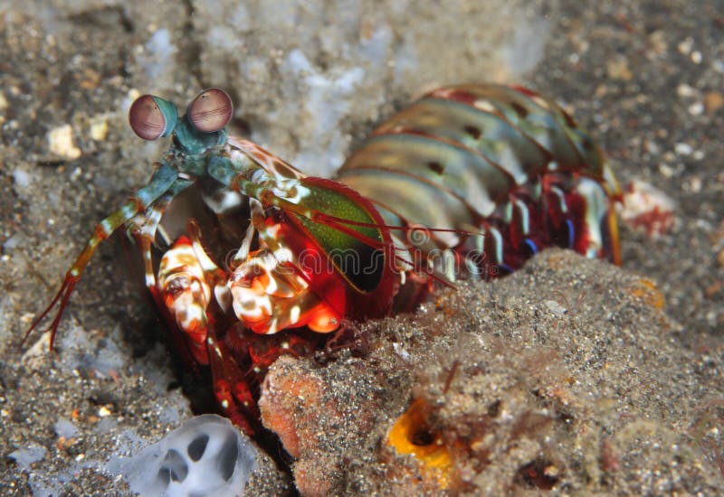 Mantis-Garnele stockbild. Bild von bunt, gottesanbeterin - 7560845