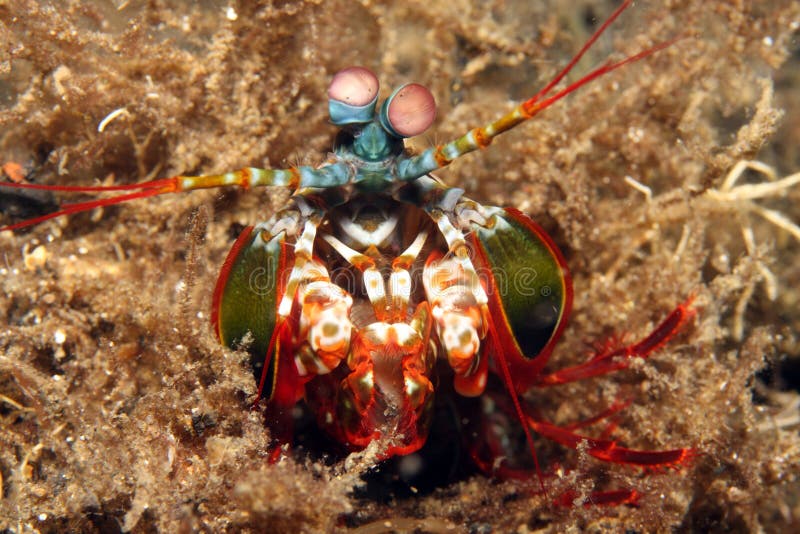 Mantis Shrimp stockbild. Bild von farbe, tier, garnele - 8184737