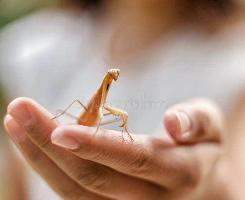 Mantis in the Girl Hands Looking at the Camera Stock Photo - Image of ...