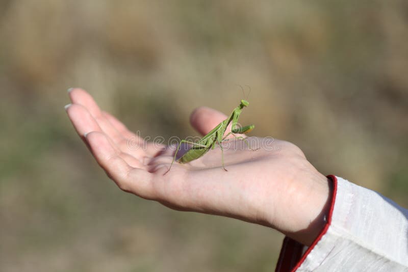 Mantis on the Girl& X27;s Hand Stock Image - Image of antenna, macro ...