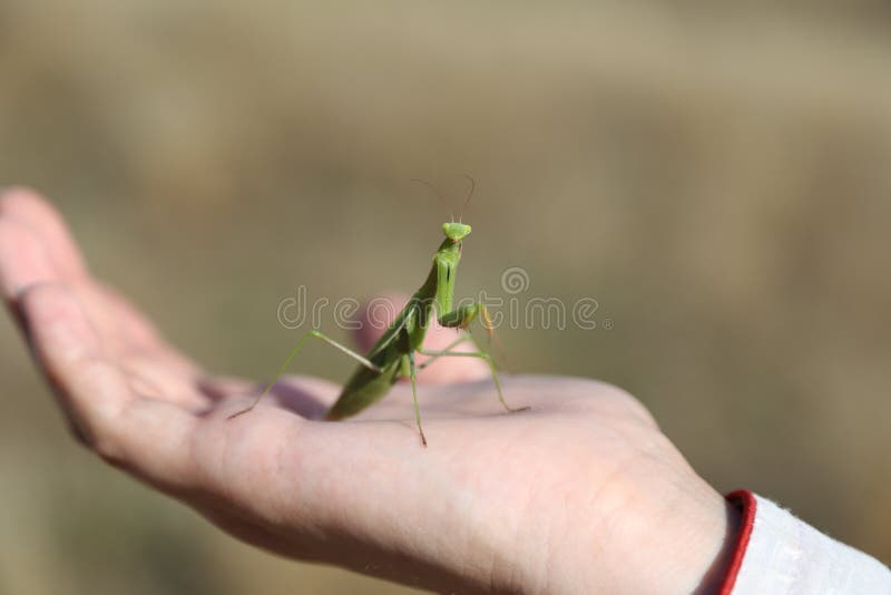 Mantis on the girls hand stock image. Image of legs - 202861789