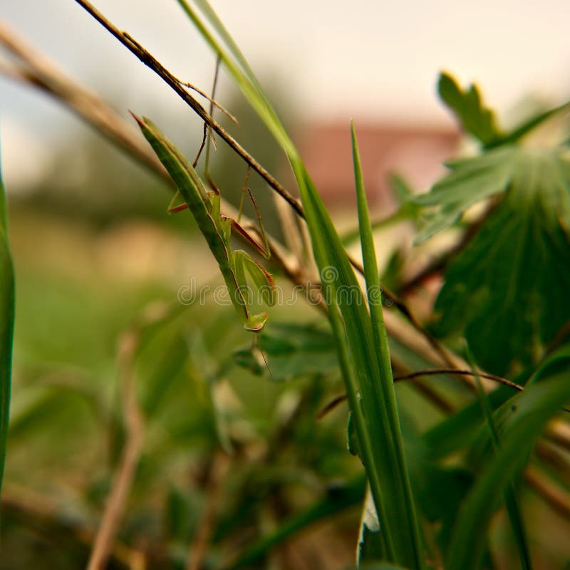 Mantis on the grass. stock photo. Image of mantis, grass - 186725604