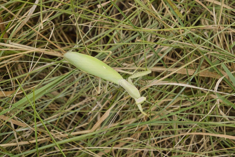 Mantis on the Grass. Mantis Looking for Prey. Mantis Insect Predator ...
