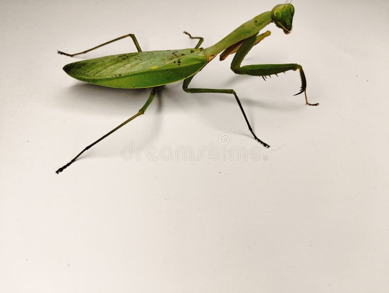 Beautiful mantis stock image. Image of background, hunting - 344914509