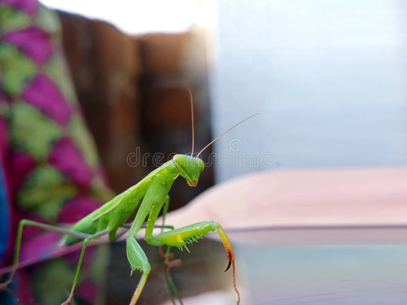 BEAUTIFUL GREEN MANTIS WITH BLUR BACKGROUND. Stock Photo - Image of ...