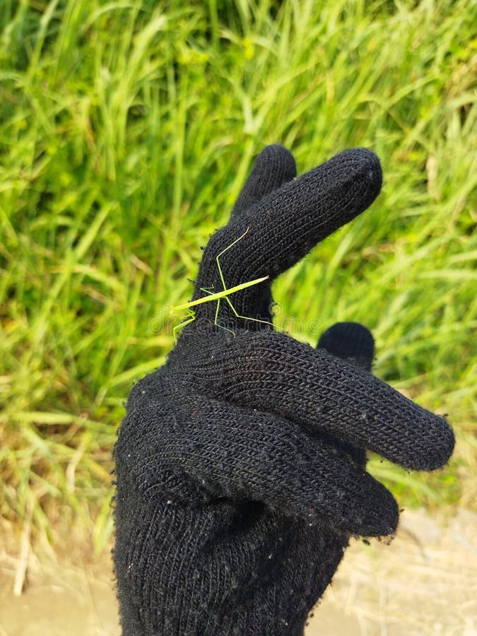 Mantis Green Grass Animal Love Stock Photo - Image of green, lawn ...