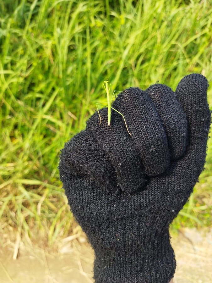 Mantis Green Grass Animal Love Stock Image - Image of flower, plant ...