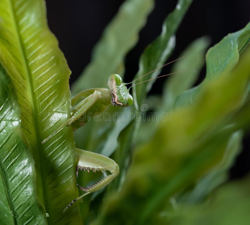 Mantis on the Green Leaf. African Mantis, Giant African Mantis or Bush ...