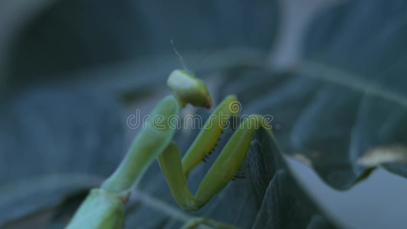 Mantis on a Green Leaf in the Wild. Mantodea. Stock Footage - Video of ...