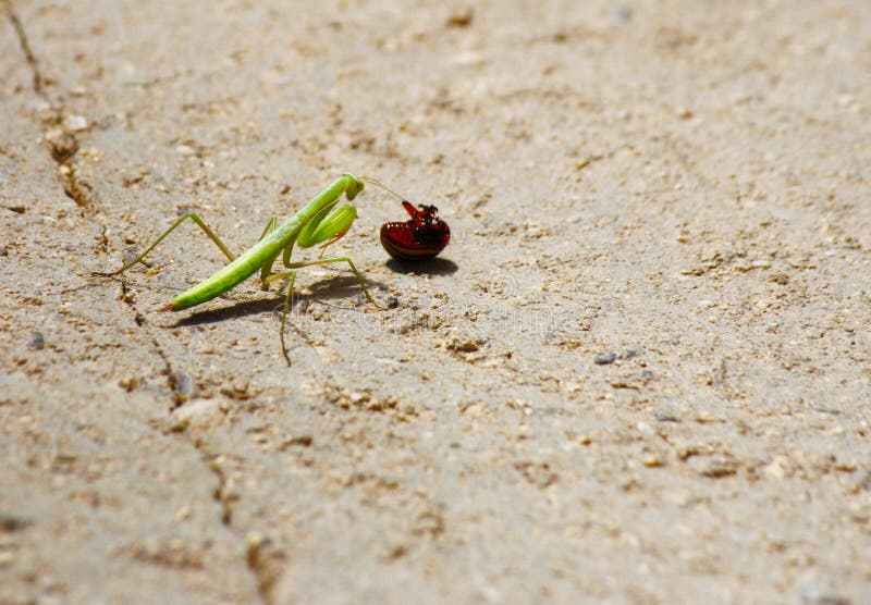 Praying Mantis Attacking Stock Photos - Free & Royalty-Free Stock ...