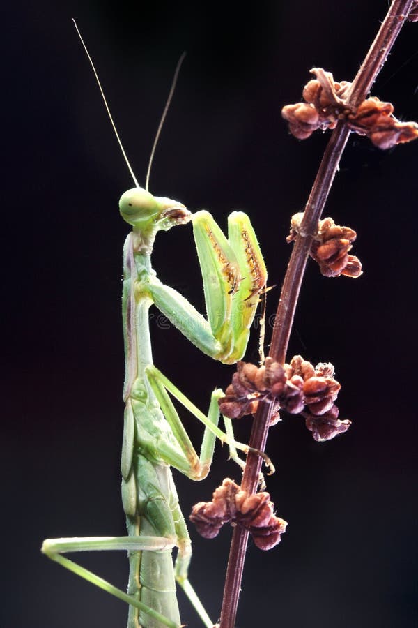 Praying mantis face stock photo. Image of invertebrate - 28389398