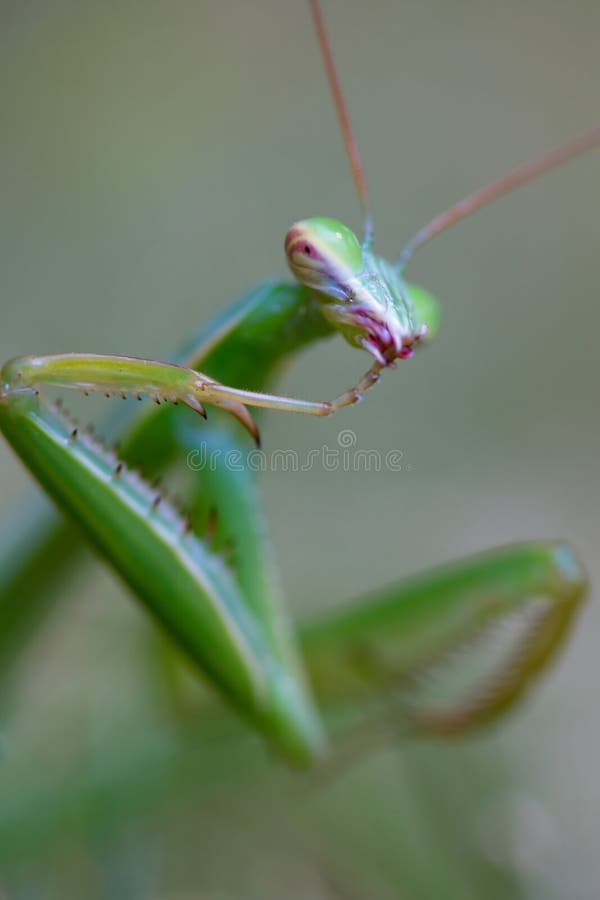 Mantis1 stock image. Image of mantis1, preening, pink - 58059625