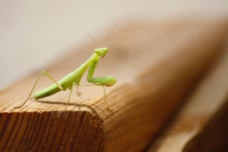Mantis stock photo. Image of close, arthropoda, mantis - 42910648
