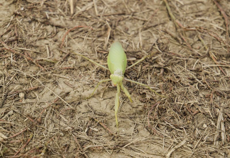 Mantis on the Ground. Mantis Looking at the Camera Stock Photo - Image ...