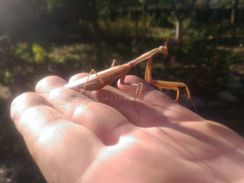 Mantis stock image. Image of countryside, mantis, hand - 129209005