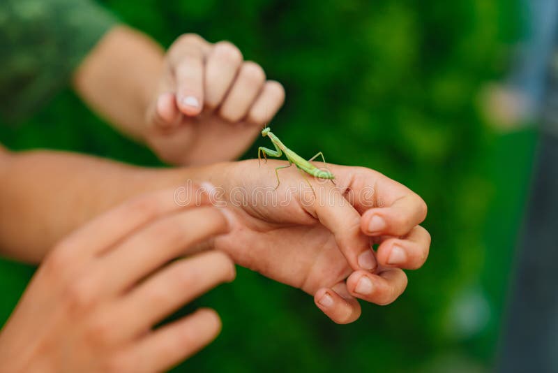 Mantis on the Hand of a Man. Insect Pest. Nature Stock Image - Image of ...