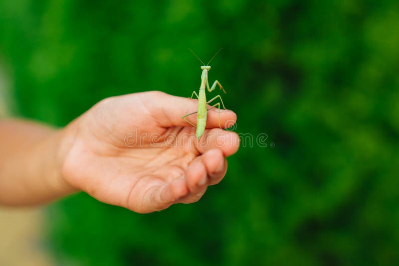 Mantis on the Hand of a Man. Insect Pest. Nature Stock Image - Image of ...
