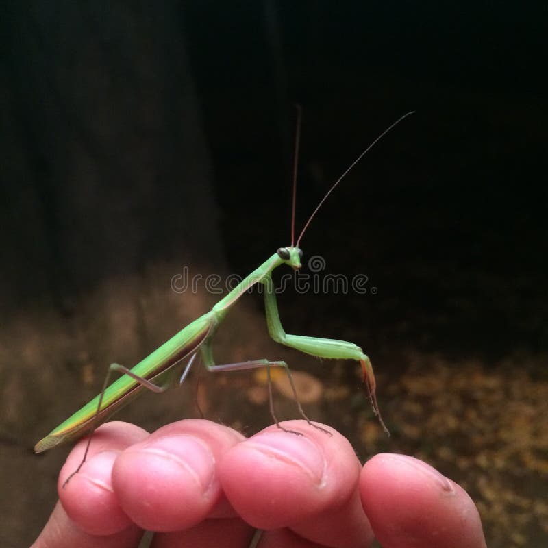 Mantis on a hand stock photo. Image of nice, kuban, summer - 67983262