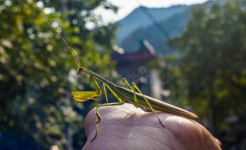 A mantis on the hand stock image. Image of mantis, praying - 34820449