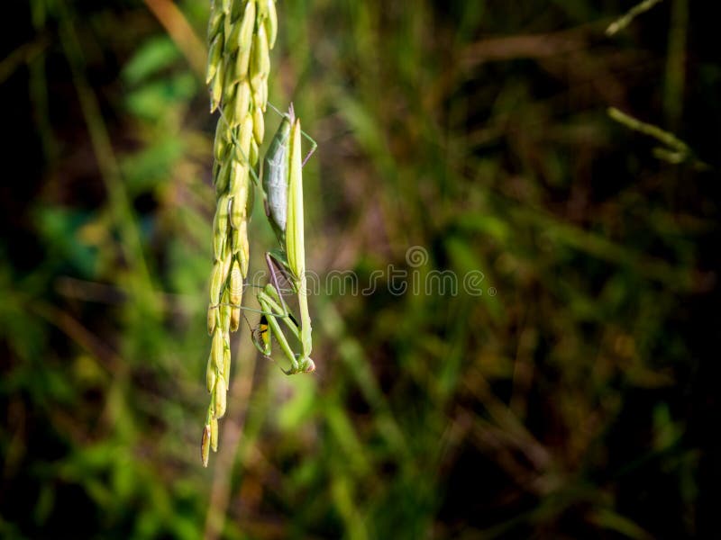 Praying Mantis Ear Stock Photos - Free & Royalty-Free Stock Photos from ...