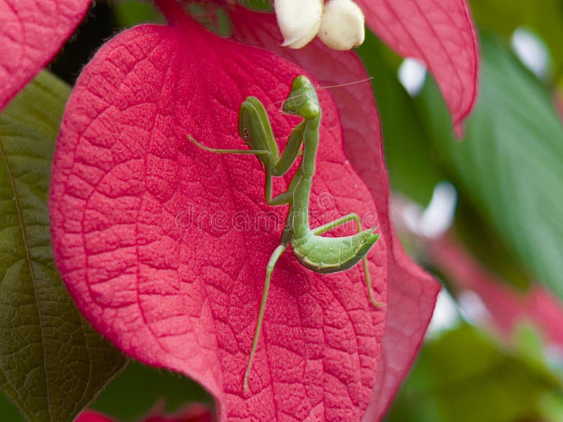 Mantis Hanging on a Red Leaf with Its Front Legs Stretched Forward ...