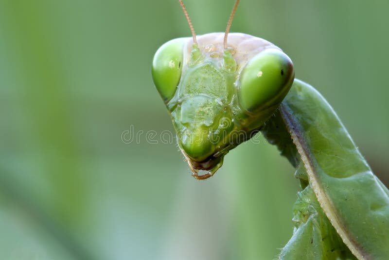 Mantis head stock image. Image of nature, animal, green - 13568017