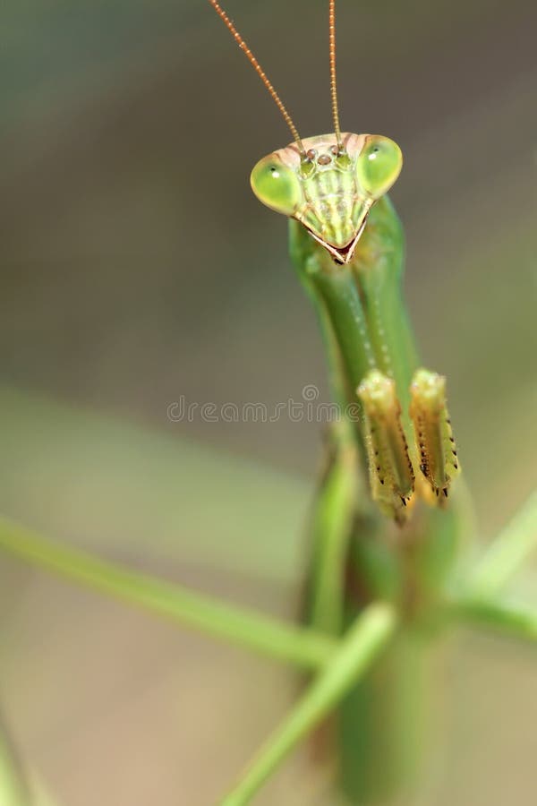 Mantis stock photo. Image of sinensis, closeup, insect - 43852376
