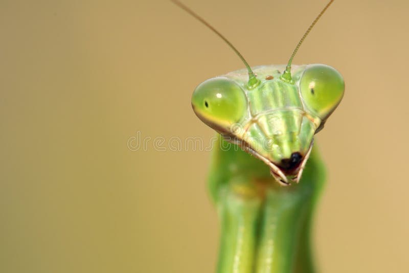 Mantis stock image. Image of eyes, bugs, insect, insects - 44171739
