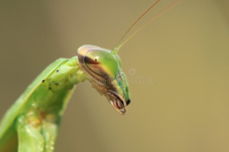 Mantis stock photo. Image of wild, insect, sinensis, mantis - 44171740