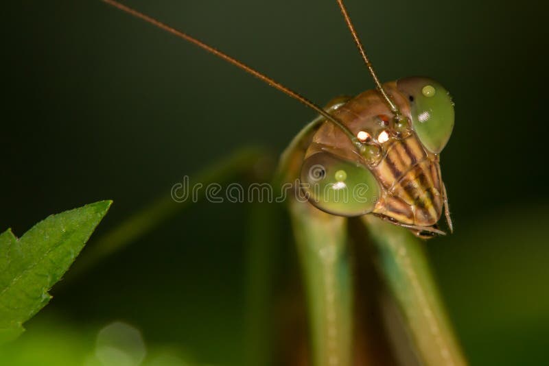 Mantis Head 1 stock image. Image of praying, macro, insect - 81620989