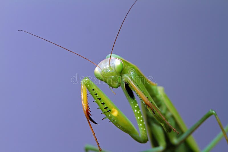 Mantis head photo stock image. Image of features, action - 149688317