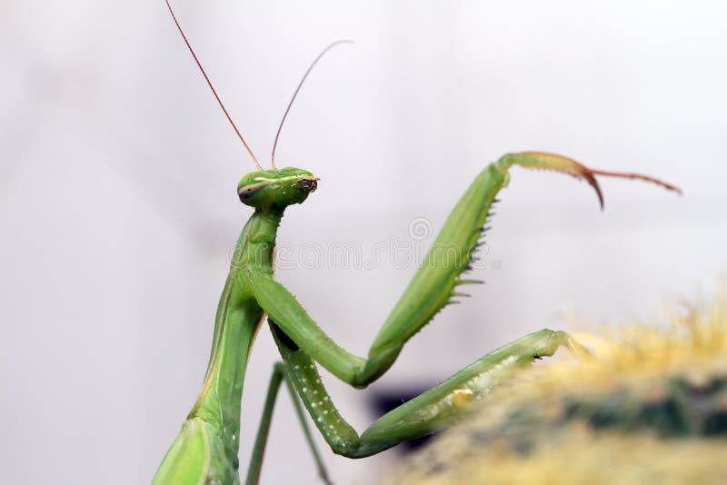 113 Mantis Compound Eye Stock Photos - Free & Royalty-Free Stock Photos ...