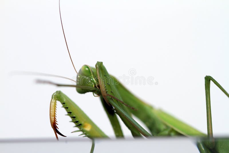 Mantis head photo stock image. Image of features, action - 149688317