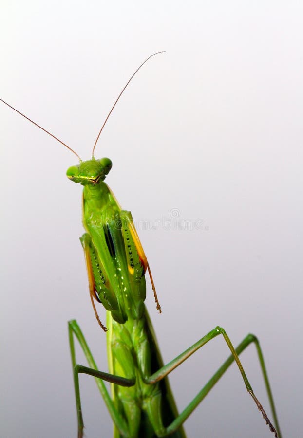 113 Mantis Compound Eye Stock Photos - Free & Royalty-Free Stock Photos ...