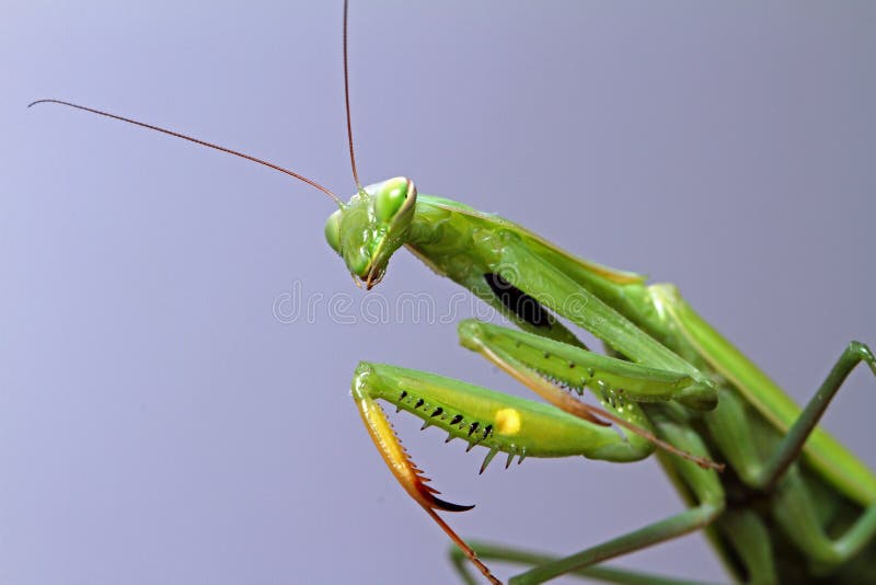 113 Mantis Compound Eye Stock Photos - Free & Royalty-Free Stock Photos ...