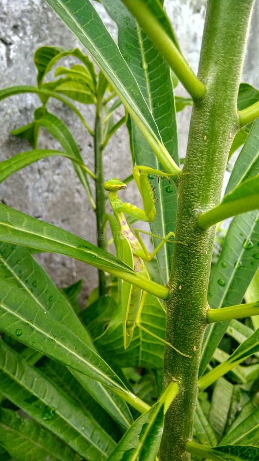 Mantis hiding on the tree stock image. Image of grass - 221495245