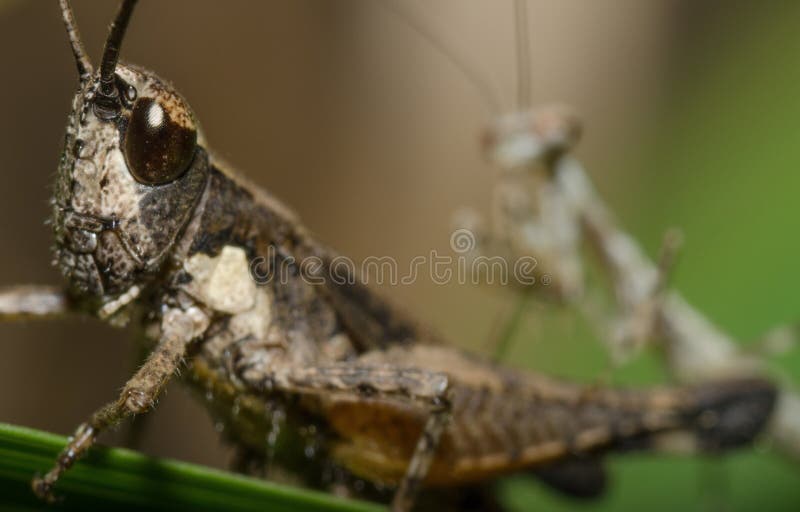 Mantis Hunt stock photo. Image of stalk, camouflage, predator - 26473320