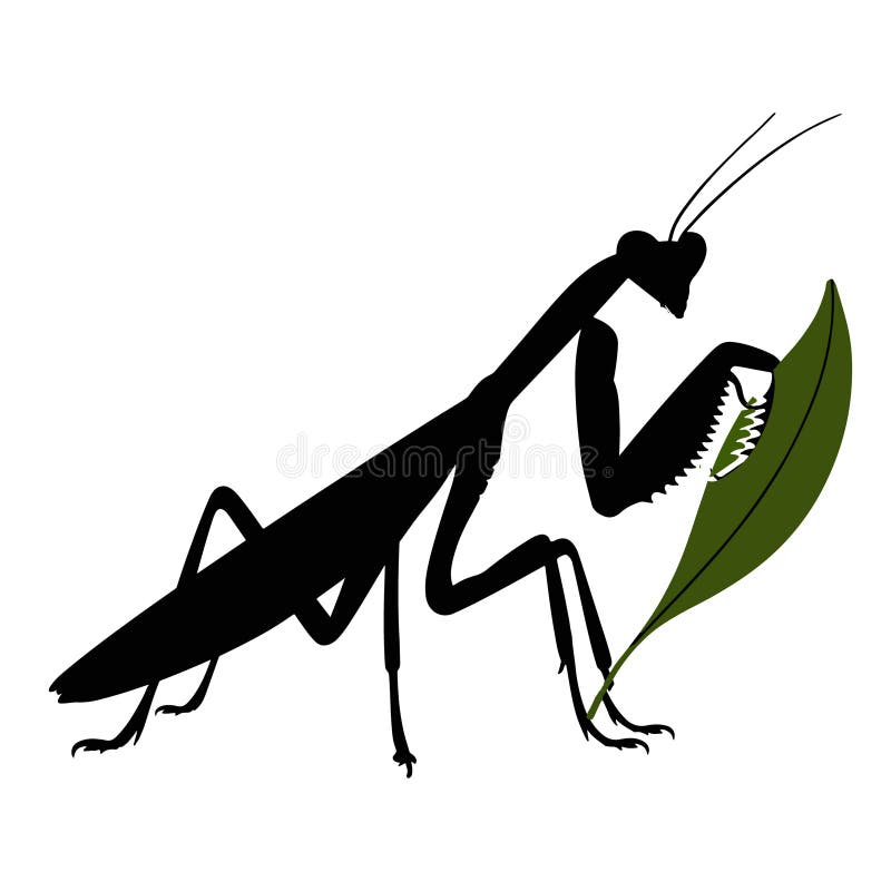 Mantis Icon, Grasshopper, Insect Concept Stock Vector - Illustration of ...