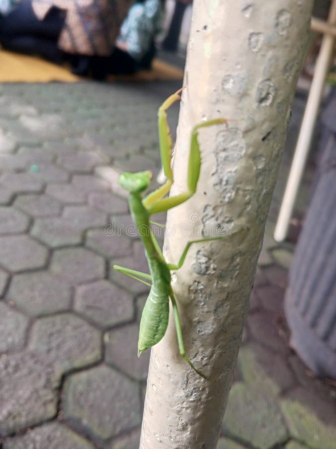 The Mantis is an Insect Commonly Called the Praying Mantis Stock Photo ...