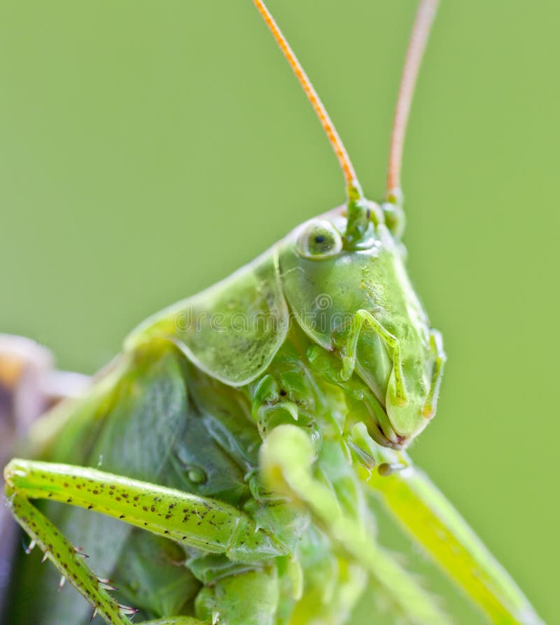 Mantis Insect Macro Close Up Stock Photo - Image of insect, living ...