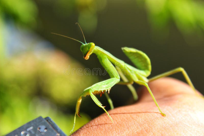 Mantis stock image. Image of hand, nice, mantis, insect - 139425727