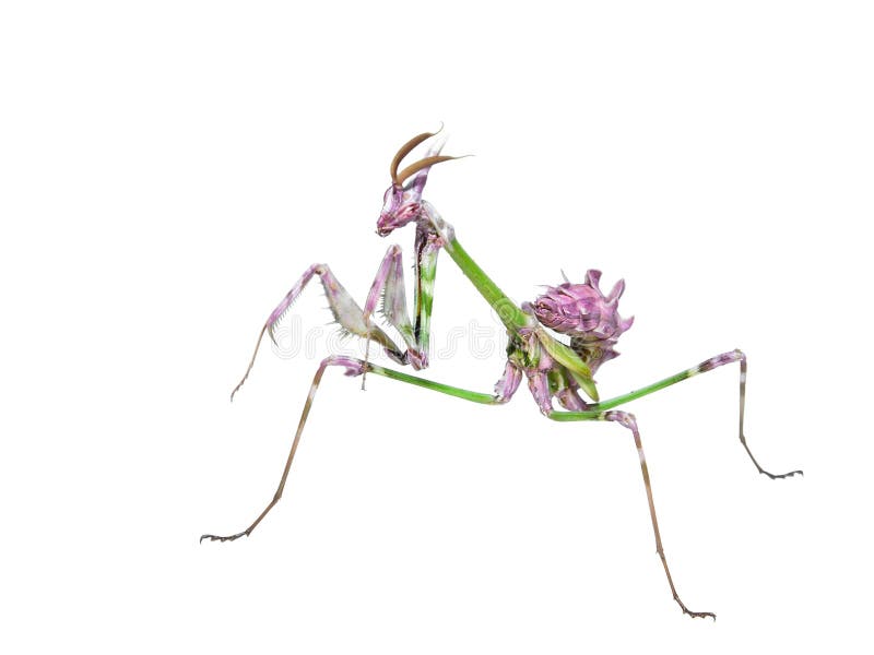 Mantis Insect Predator in Hunting Pose Stock Photo - Image of isolated ...