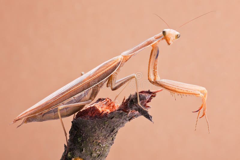 Mantis insects closeup stock photo. Image of brown, macro - 21359004
